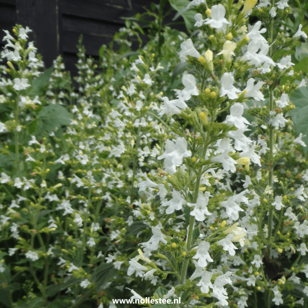 Calamintha nepeta 'White Cloud' | Steentijm - www.nollestee.nl