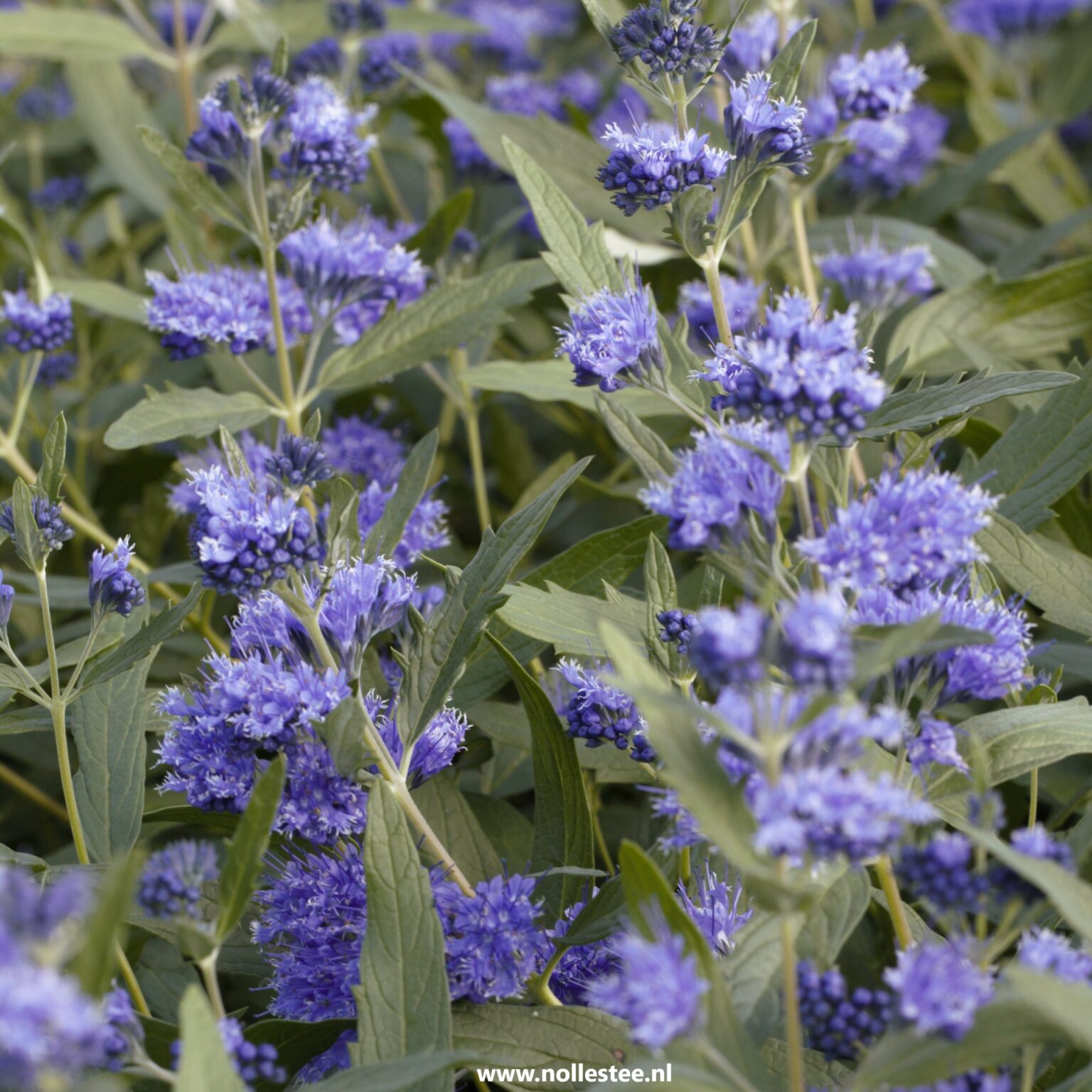 Winterharde halfheester. Bloeit blauw in aug-okt. Grijs blad. Na de ...