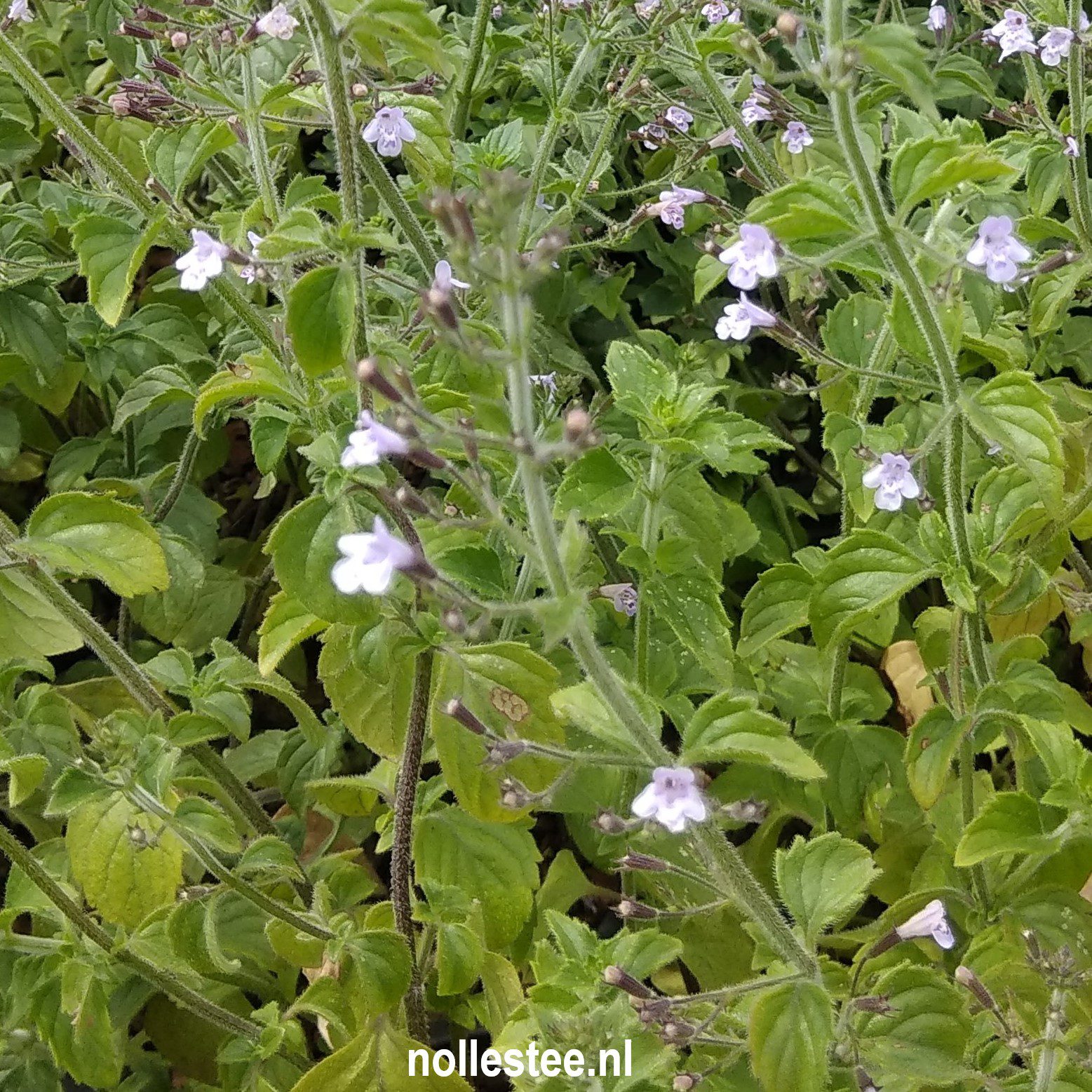 Calamintha nepeta 'Blue Cloud' | Steentijm - www.nollestee.nl