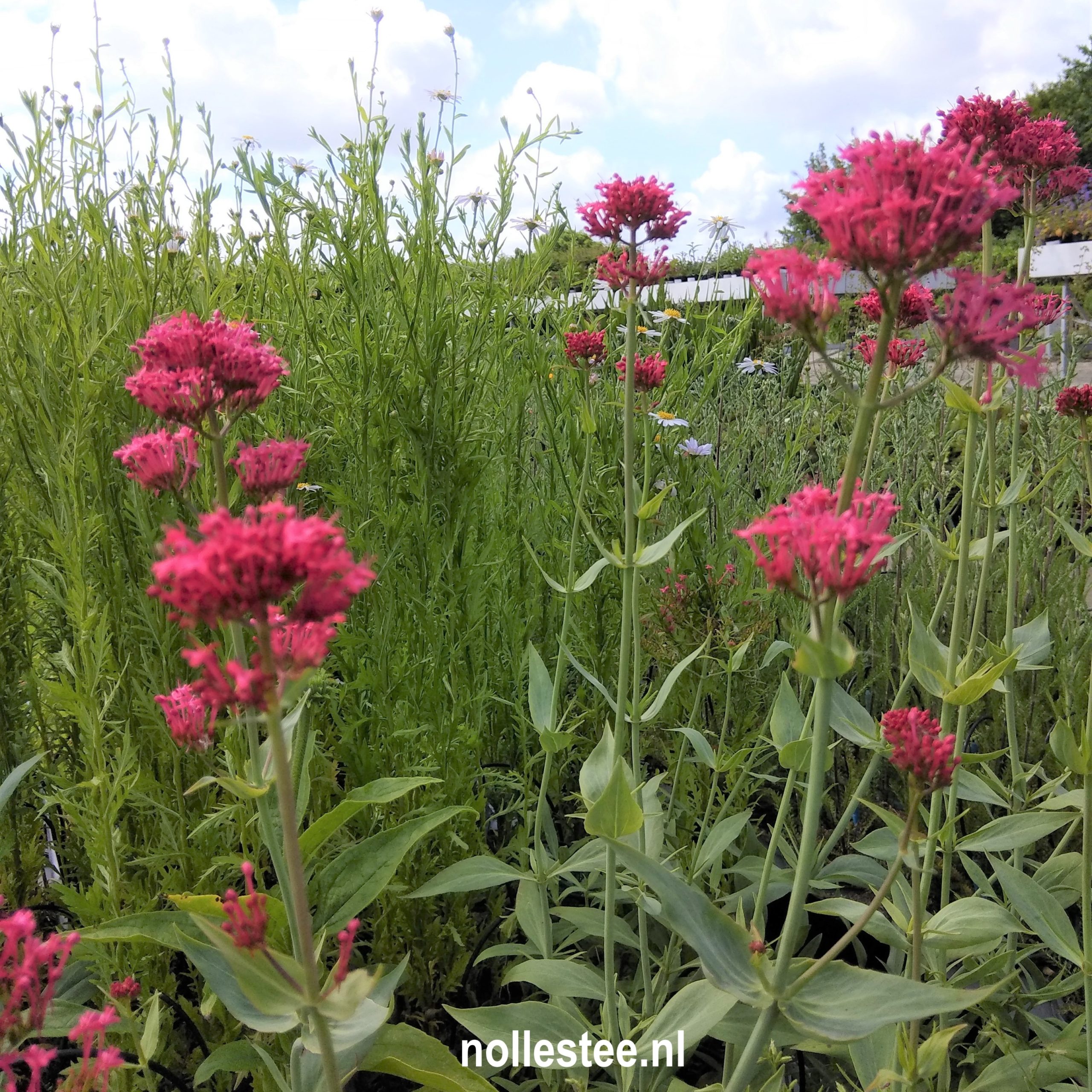 Centranthus ruber 'Coccineus' | Spoorbloem - www.nollestee.nl